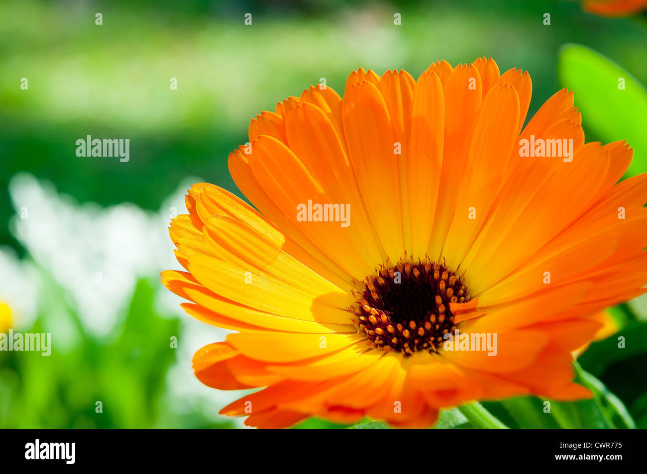 orange flower in garden with nature light Stock Photo - Alamy
