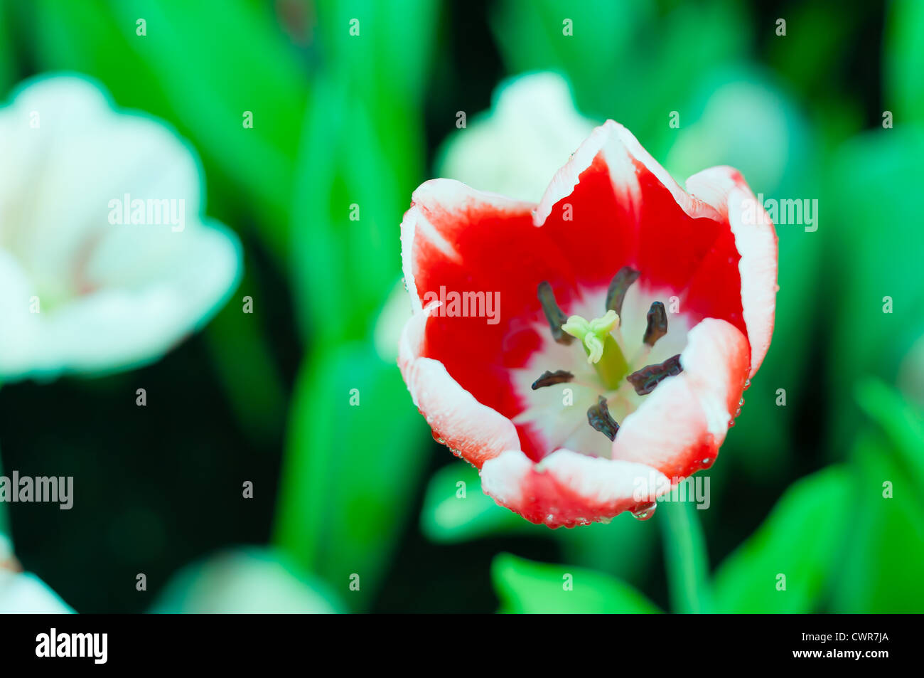 Two tone flower hi-res stock photography and images - Alamy