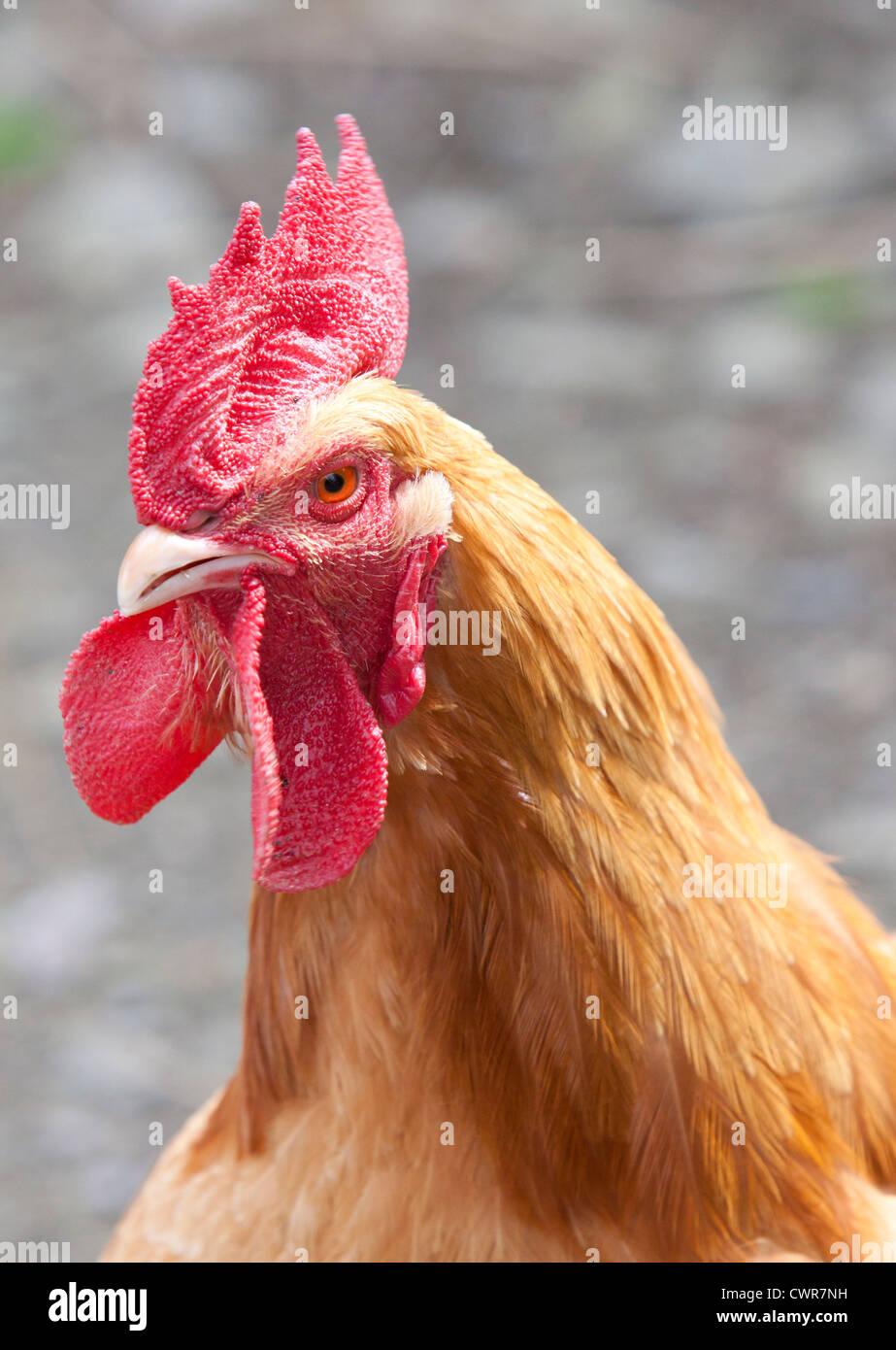 Aggressive rooster hi-res stock photography and images - Alamy