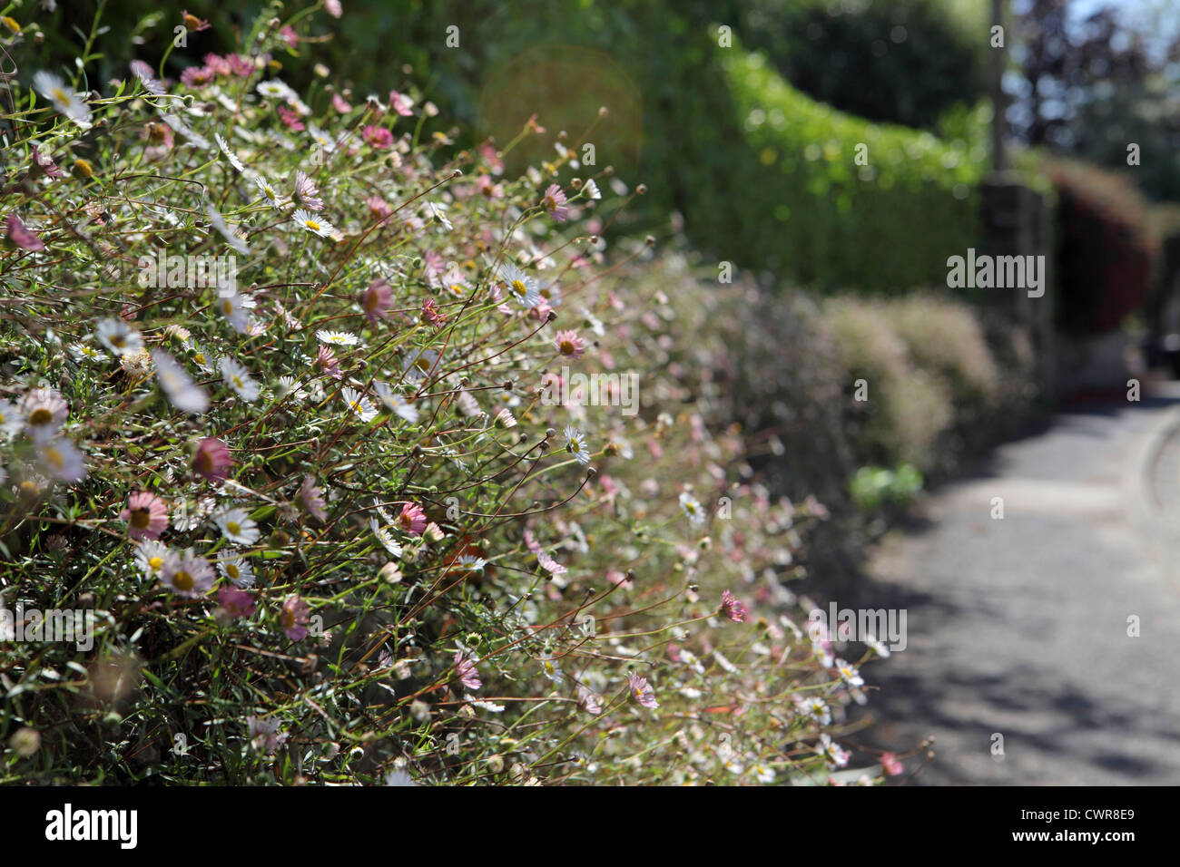 dense mass, large numbers of small daisy daisies growing on roadside ...