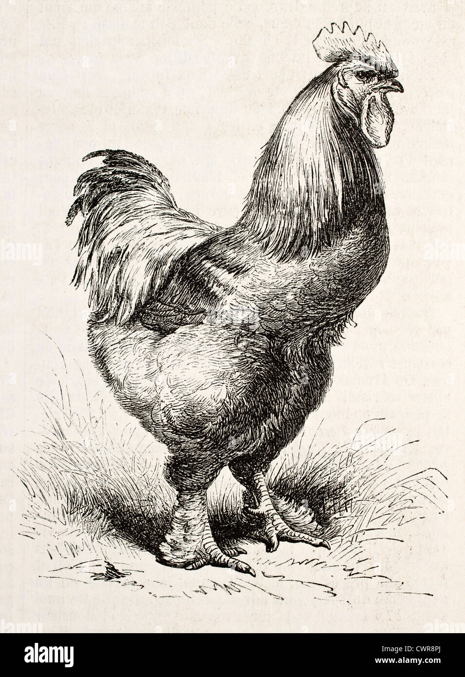 Cochin historical hi-res stock photography and images - Alamy