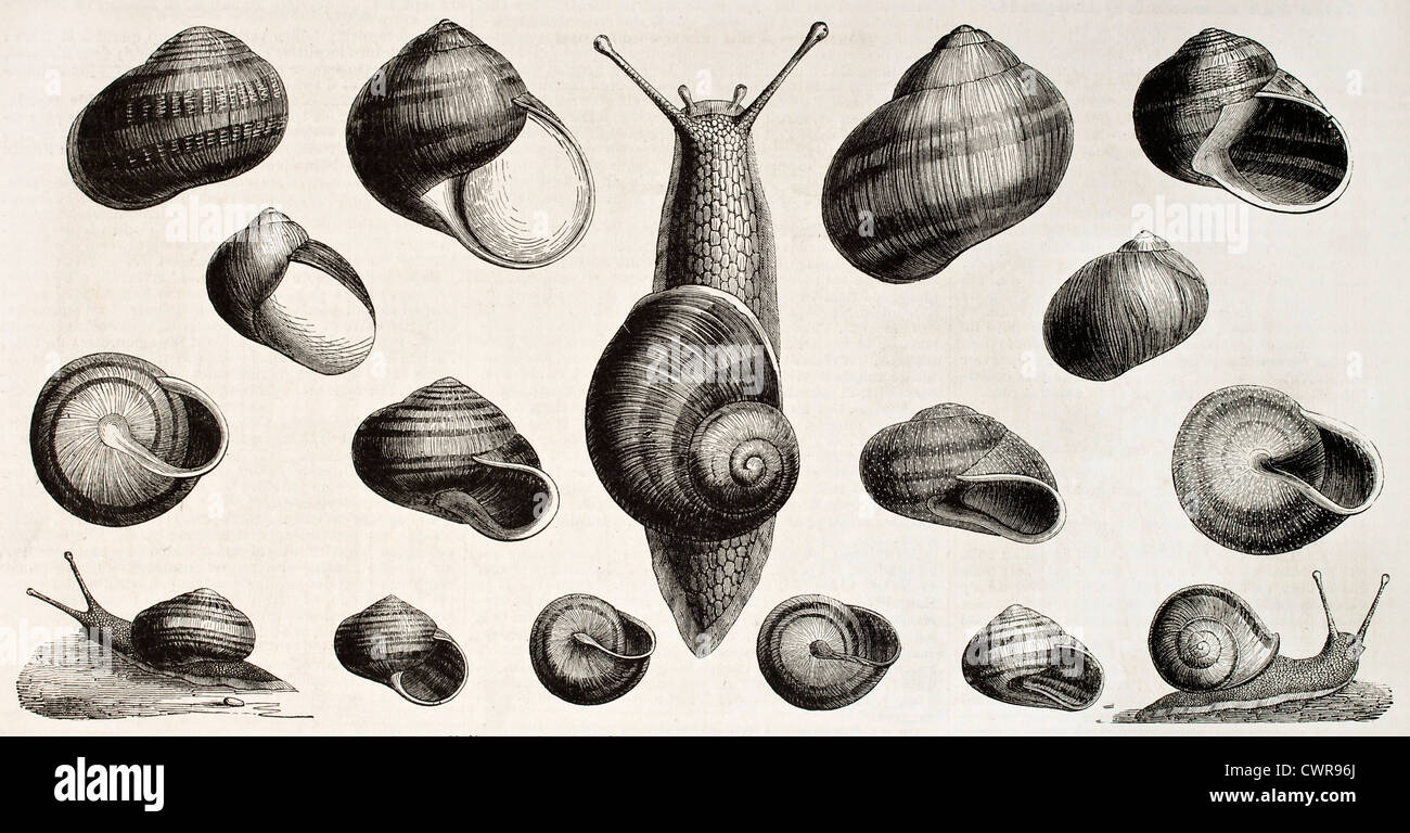 Spiral horned snail hi-res stock photography and images - Alamy