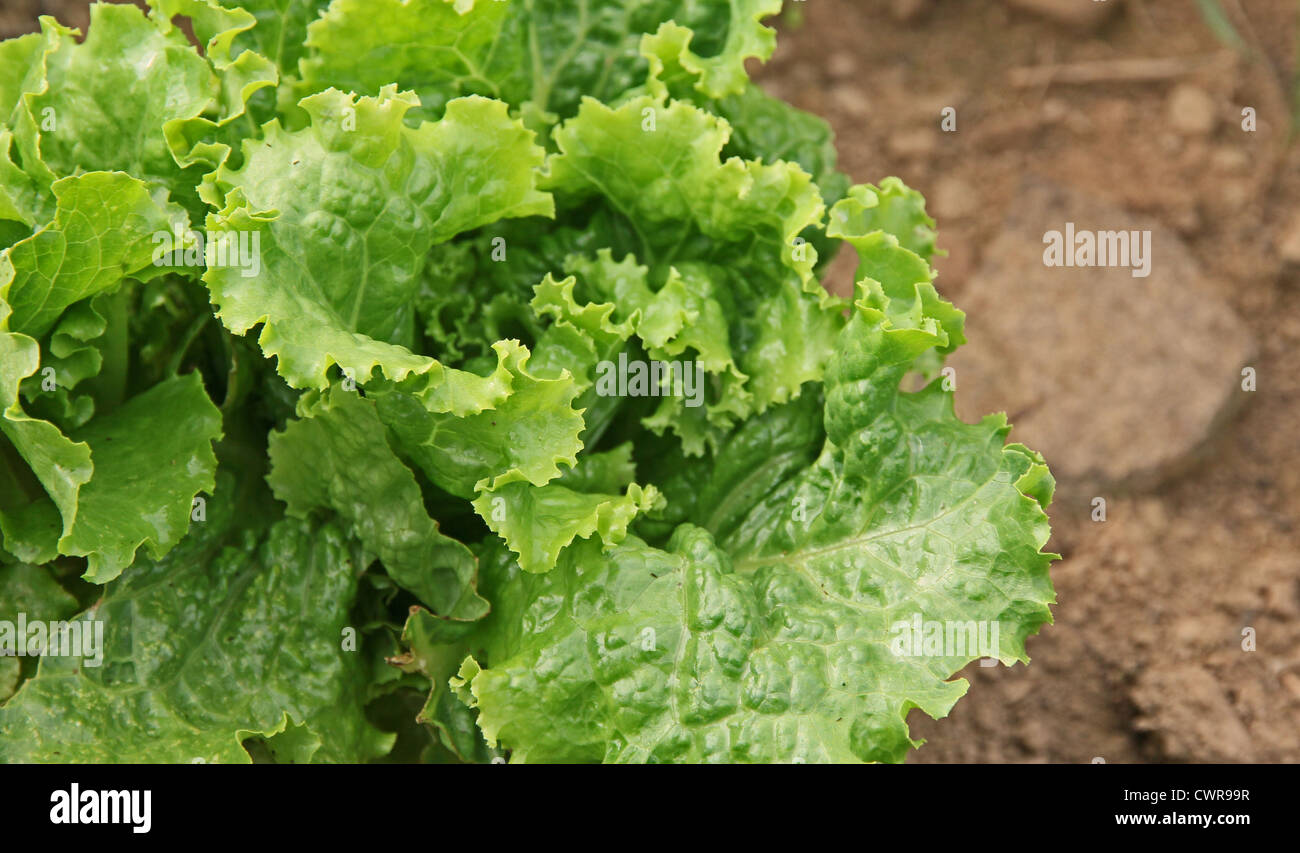 Some leaf lettuce growing in a garden Stock Photo - Alamy