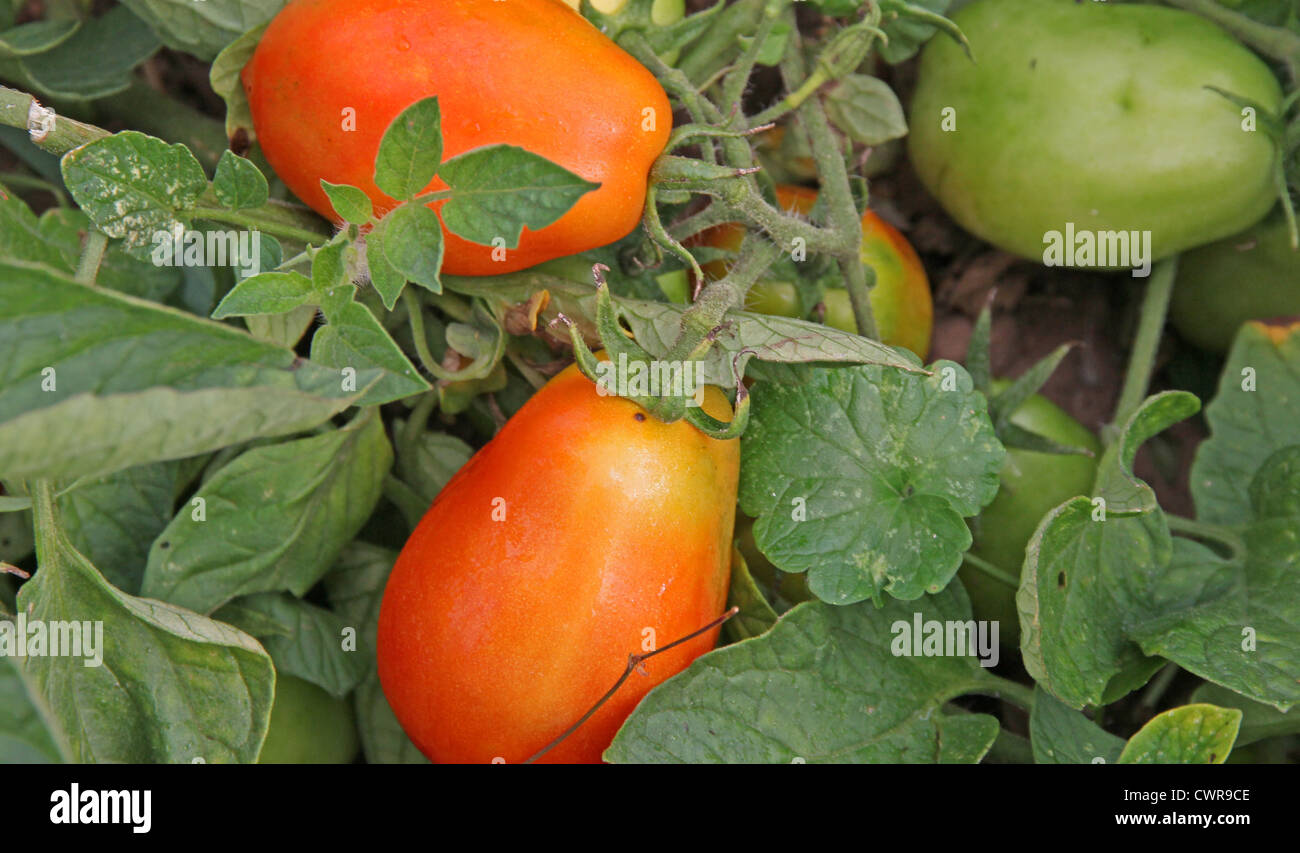 Roma tomatoes hi-res stock photography and images - Alamy