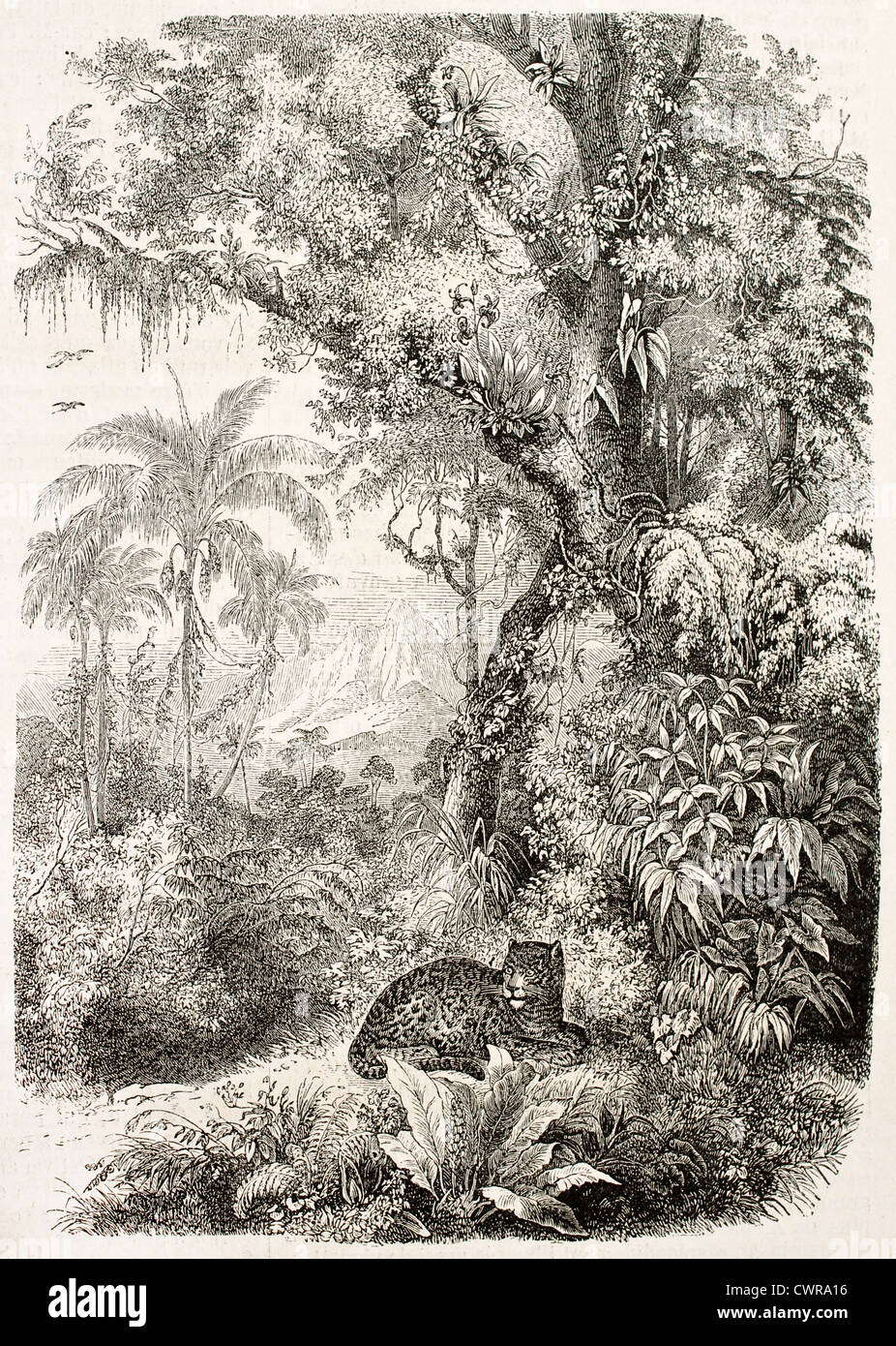 Vintage jungle print hi-res stock photography and images - Alamy