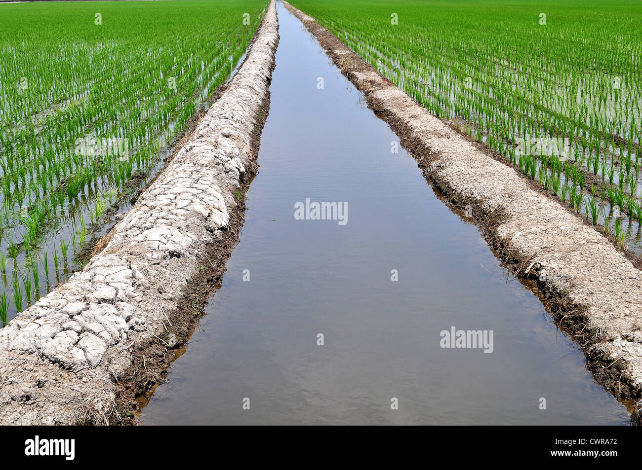 A Water Canal in a Paddy Field Stock Photo - Alamy