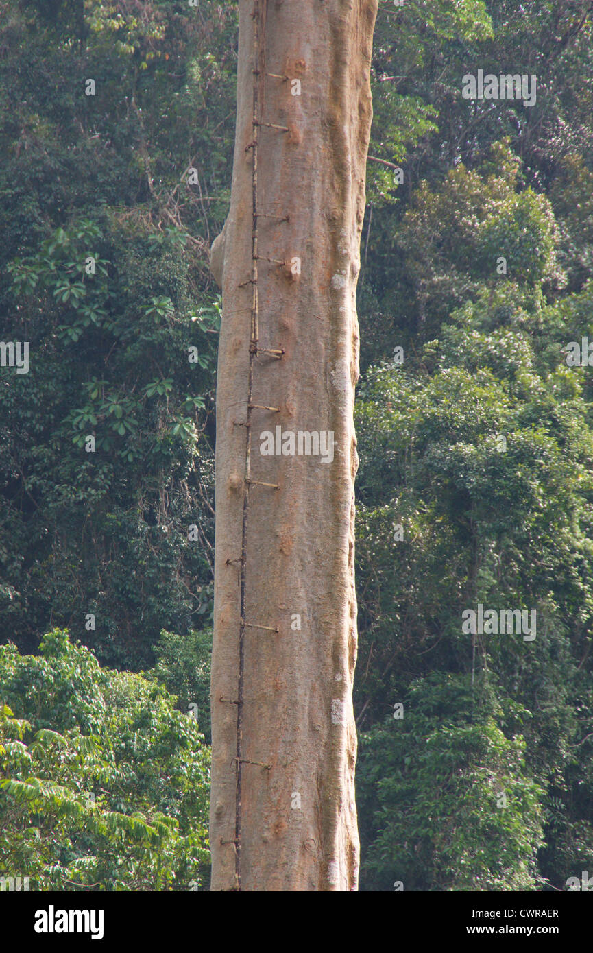 A bamboo ladder installed on the trunk of a Tapang tree.The dayak climb ...