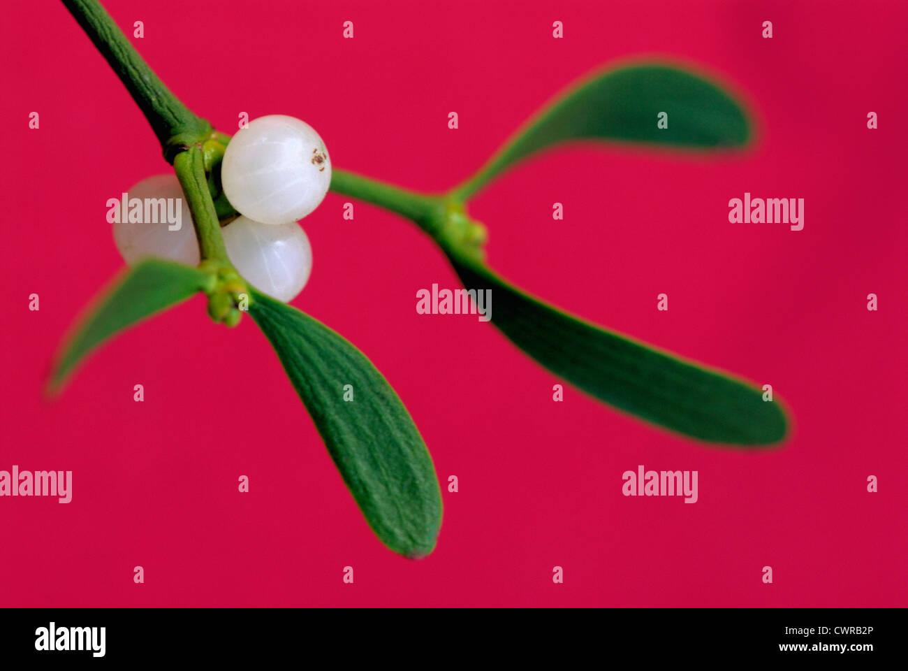 Viscum album, Mistletoe Stock Photo - Alamy