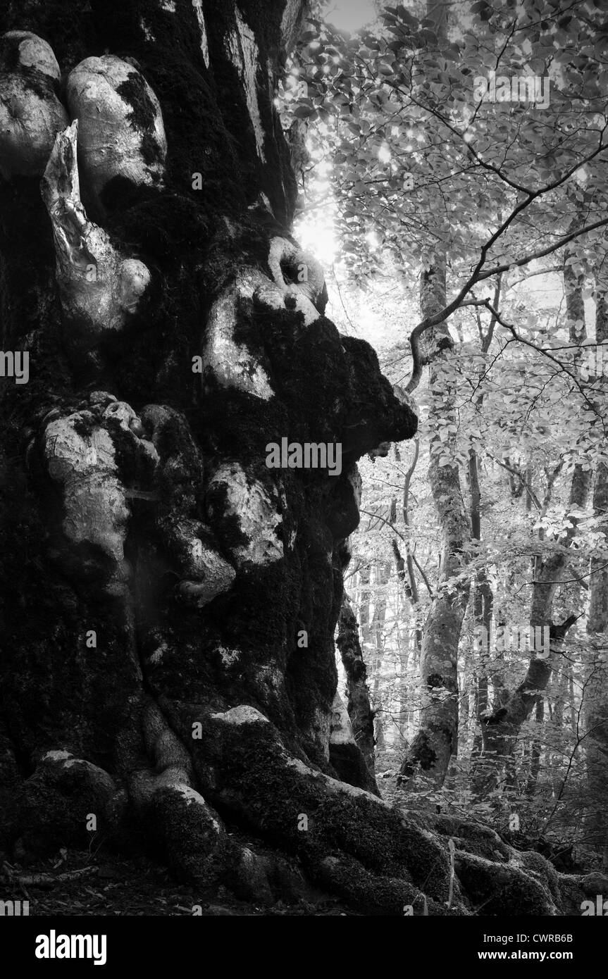 Enchanted tree hi-res stock photography and images - Alamy