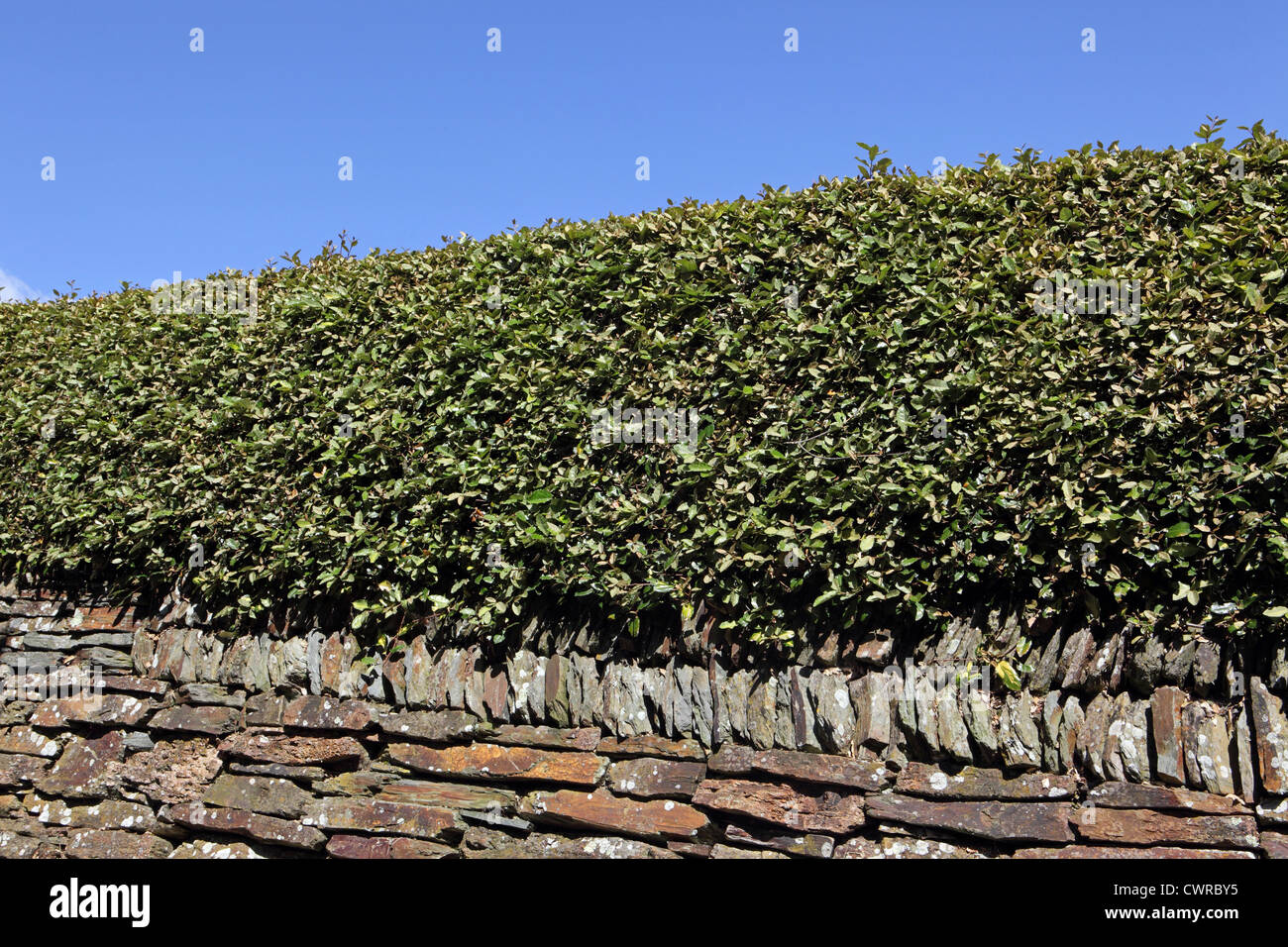 Closely trimmed hedge over vernacular slate wall with blue sky behind ...