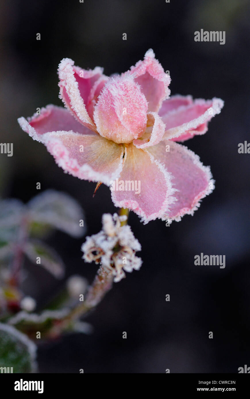 Rosa, Rose, Single pink flower with a coating of frost Stock Photo - Alamy