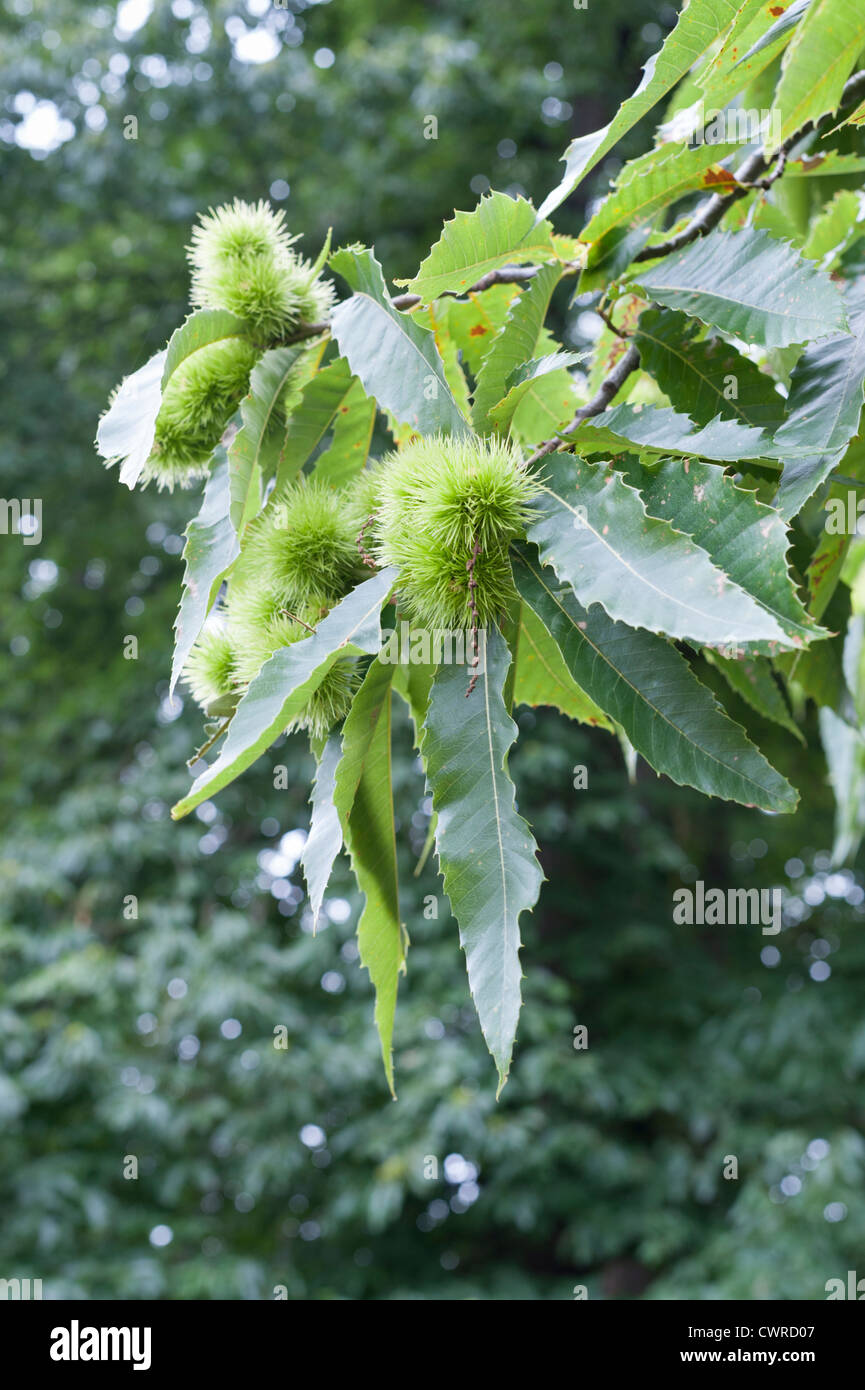 Sweet chestnuts or Castanea sativa on a tree in late summer just before ...
