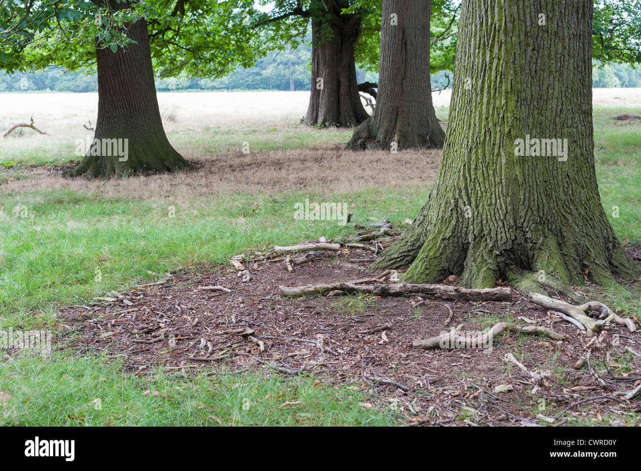 Trees at Richmond Park Richmond upon Thames London UK in late summer ...