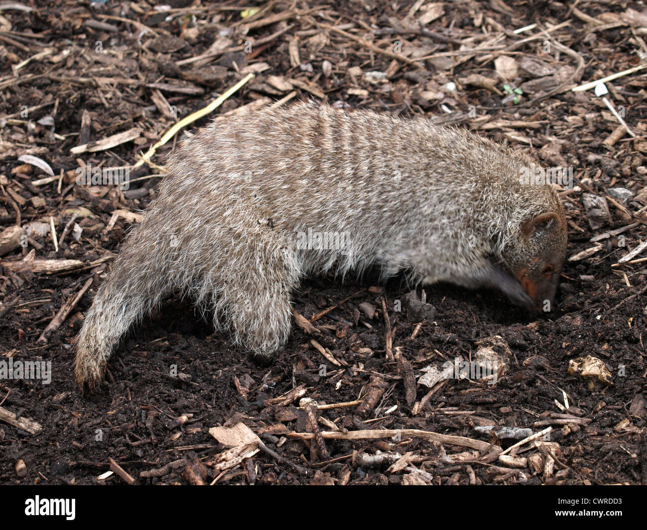 Banded Mongoose, Mungos mungo Stock Photo - Alamy
