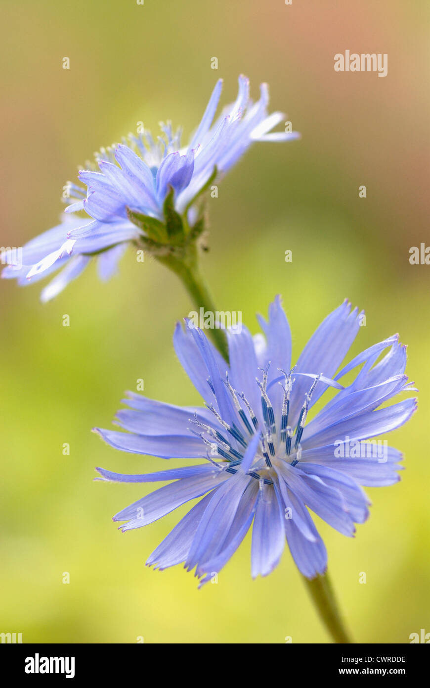 Cichorium intybus, Chicory Stock Photo - Alamy