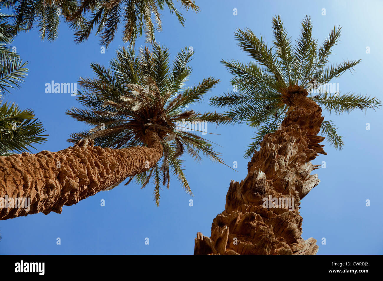 Group of date palms (Phoenix dactylifera) against blue sky in the ...