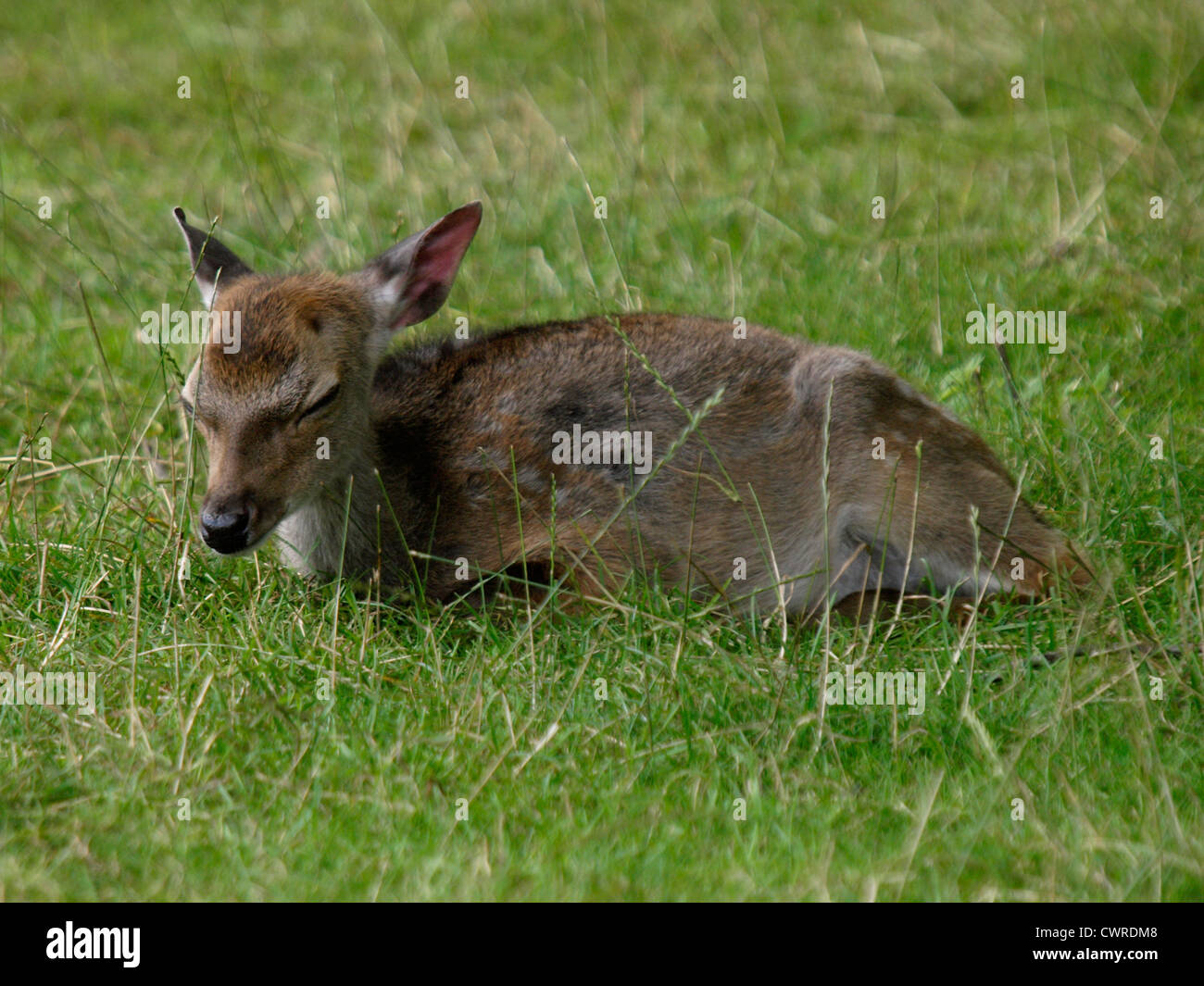 Fawn deer down hi-res stock photography and images - Alamy