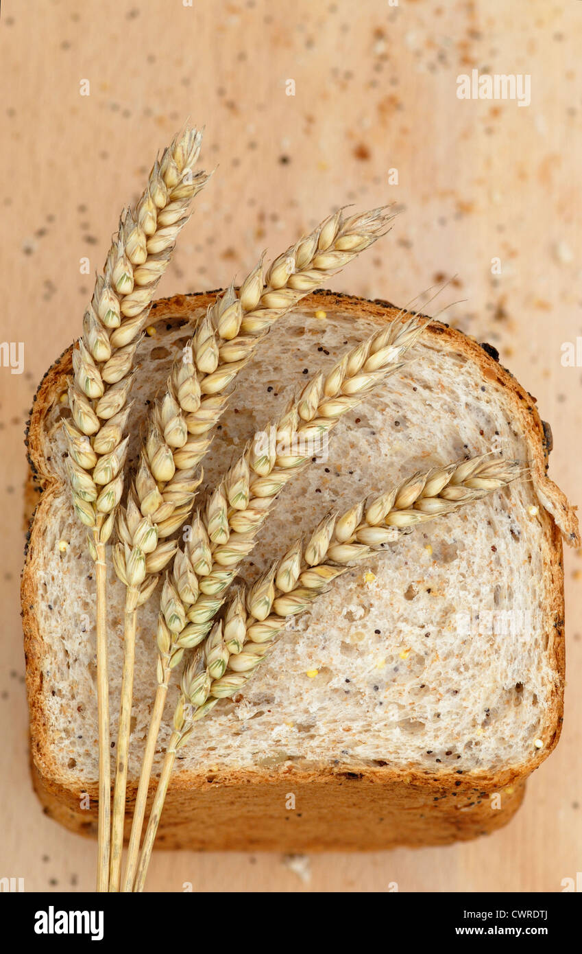 Triticum Aestivum
