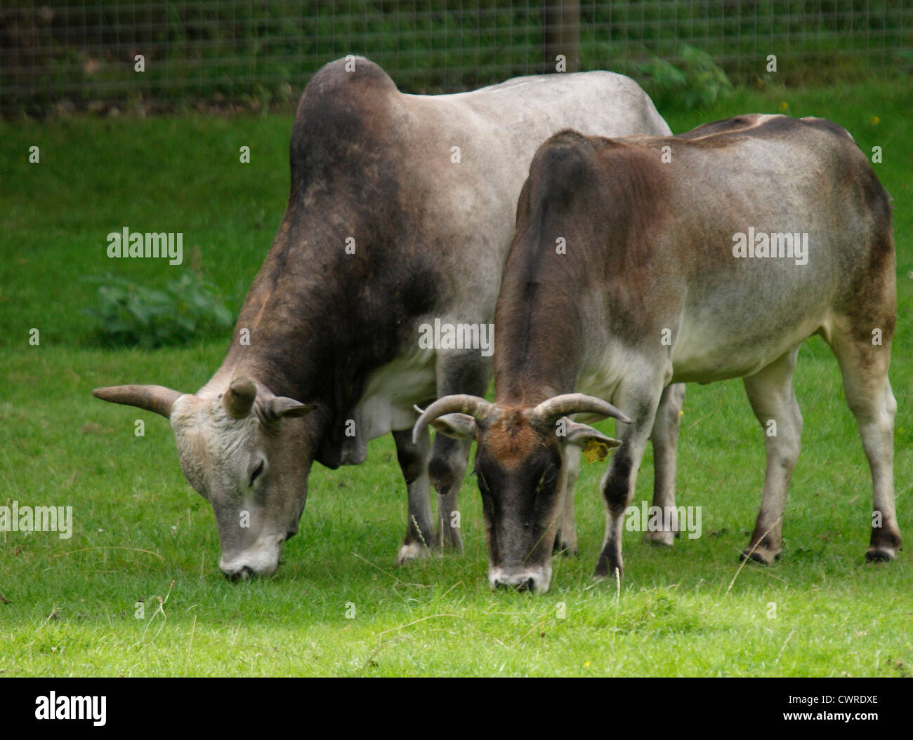 Dwarf Cows