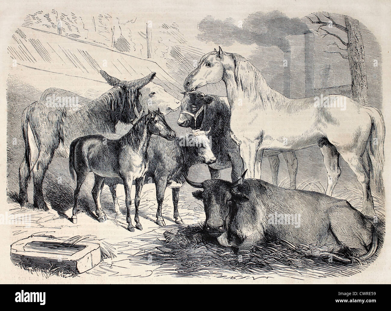 Farm animals picture hi-res stock photography and images - Alamy