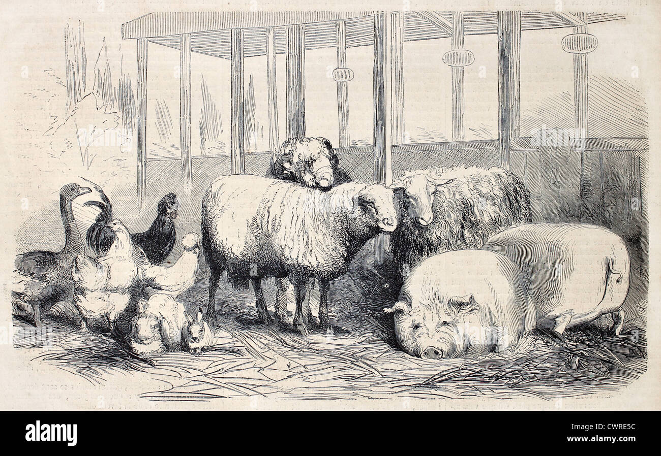 Historical farm animals breeding hi-res stock photography and images ...