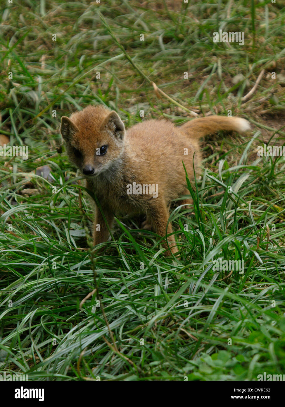 Baby Yellow Mongoose, Cynictis pencillata Stock Photo - Alamy