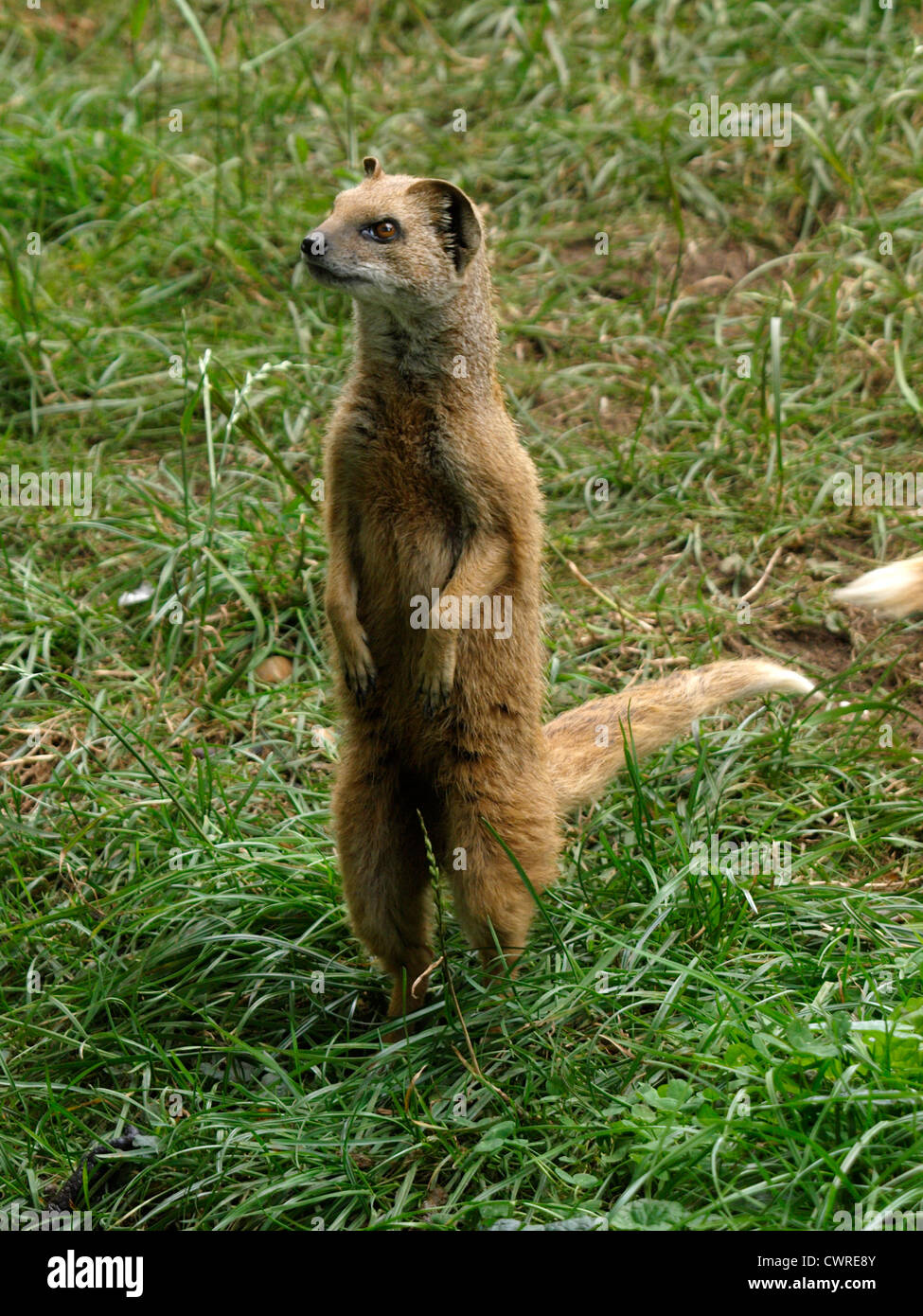 Red mongoose hi-res stock photography and images - Alamy