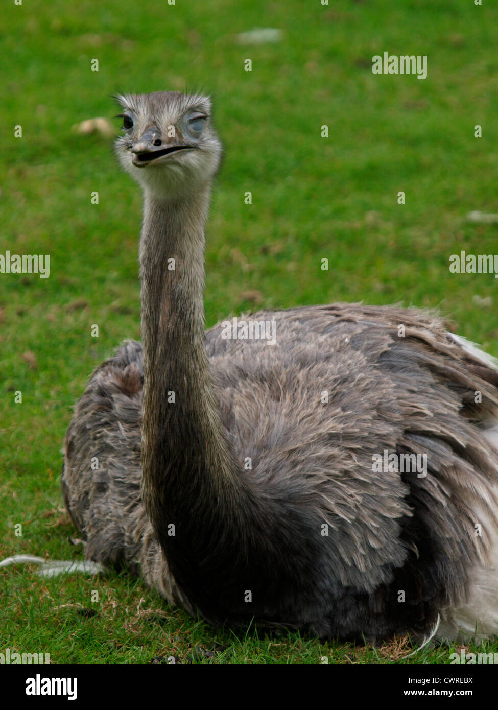 Winking animal hi-res stock photography and images - Alamy