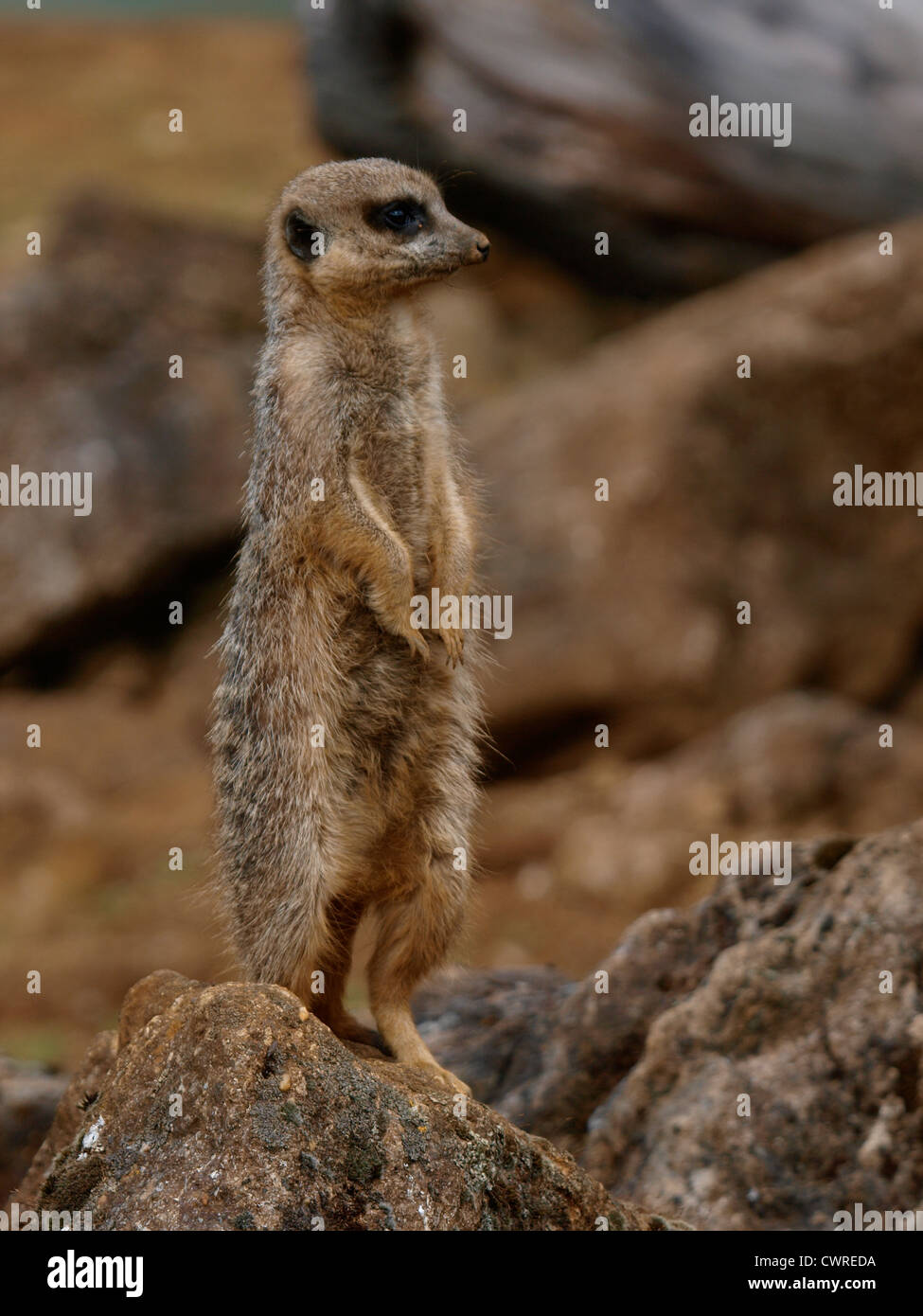 Slender tailed meerkat hi-res stock photography and images - Alamy