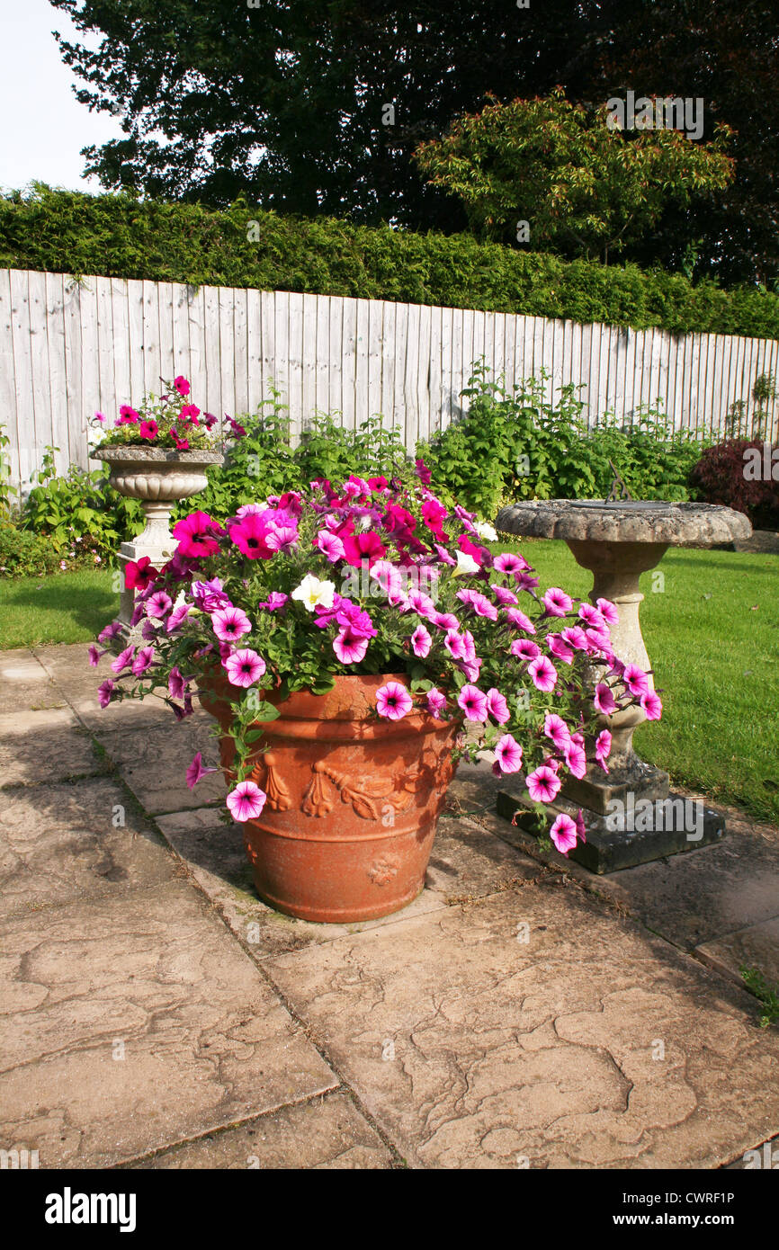 England Dorset Crossways Village Garden showing Petunias trailing over ...