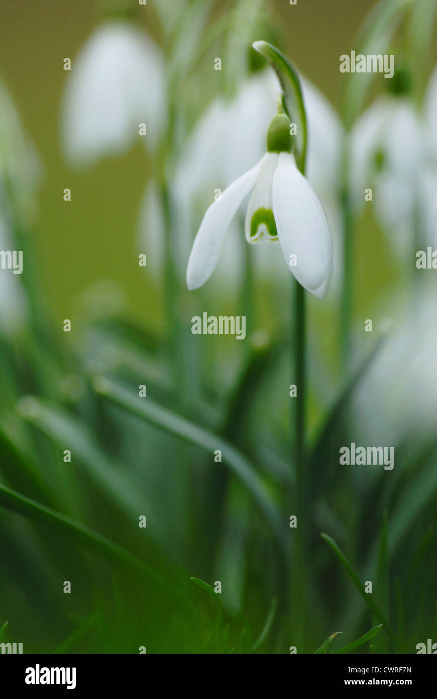 Fragile galanthus plant hi-res stock photography and images - Alamy