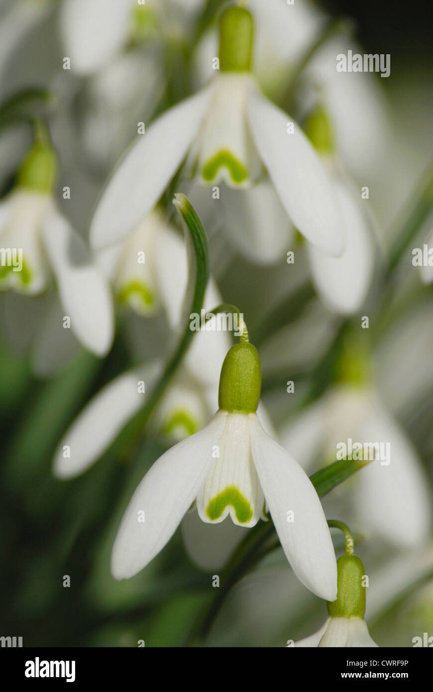 Bell shaped snowdrop hi-res stock photography and images - Alamy