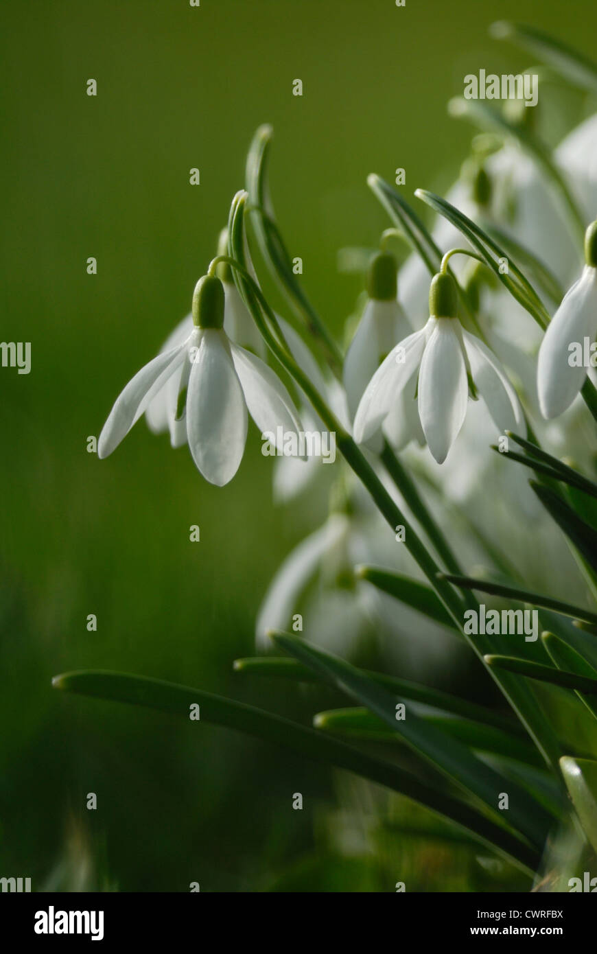 Bell shaped snowdrop hi-res stock photography and images - Alamy