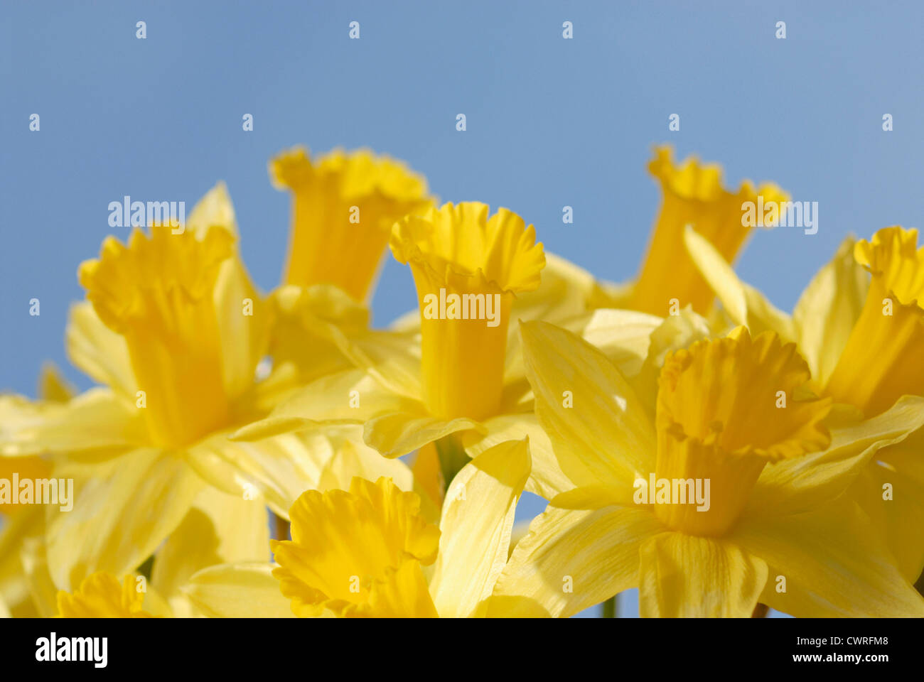 Side view daffodil flower narcissus hi-res stock photography and images ...