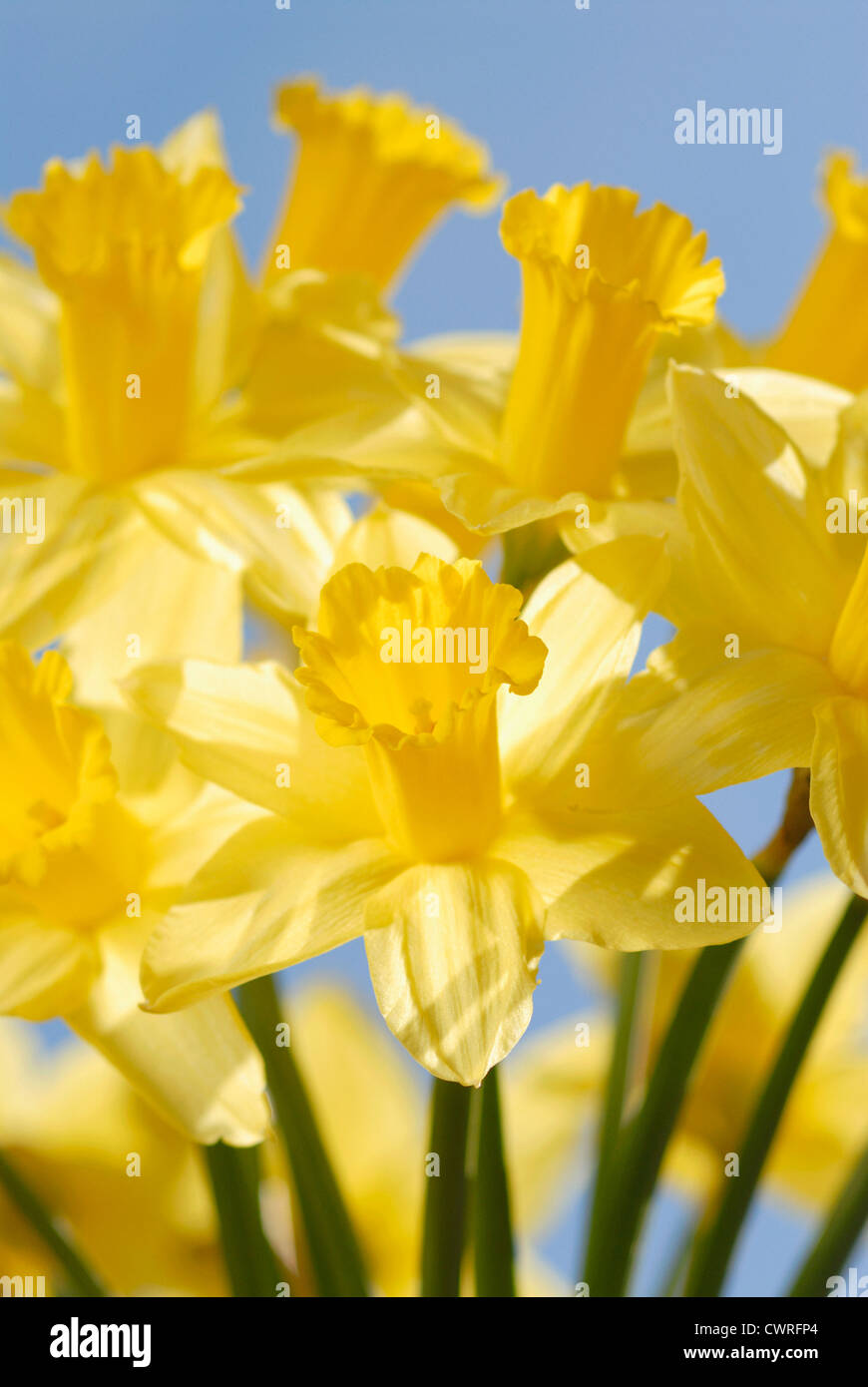 Side view daffodil flower narcissus hi-res stock photography and images ...