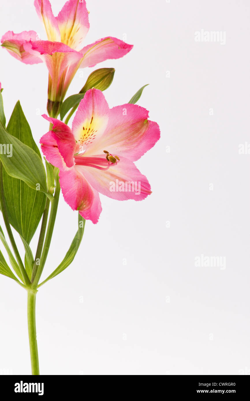 Pink freesia flowers on white background Stock Photo - Alamy