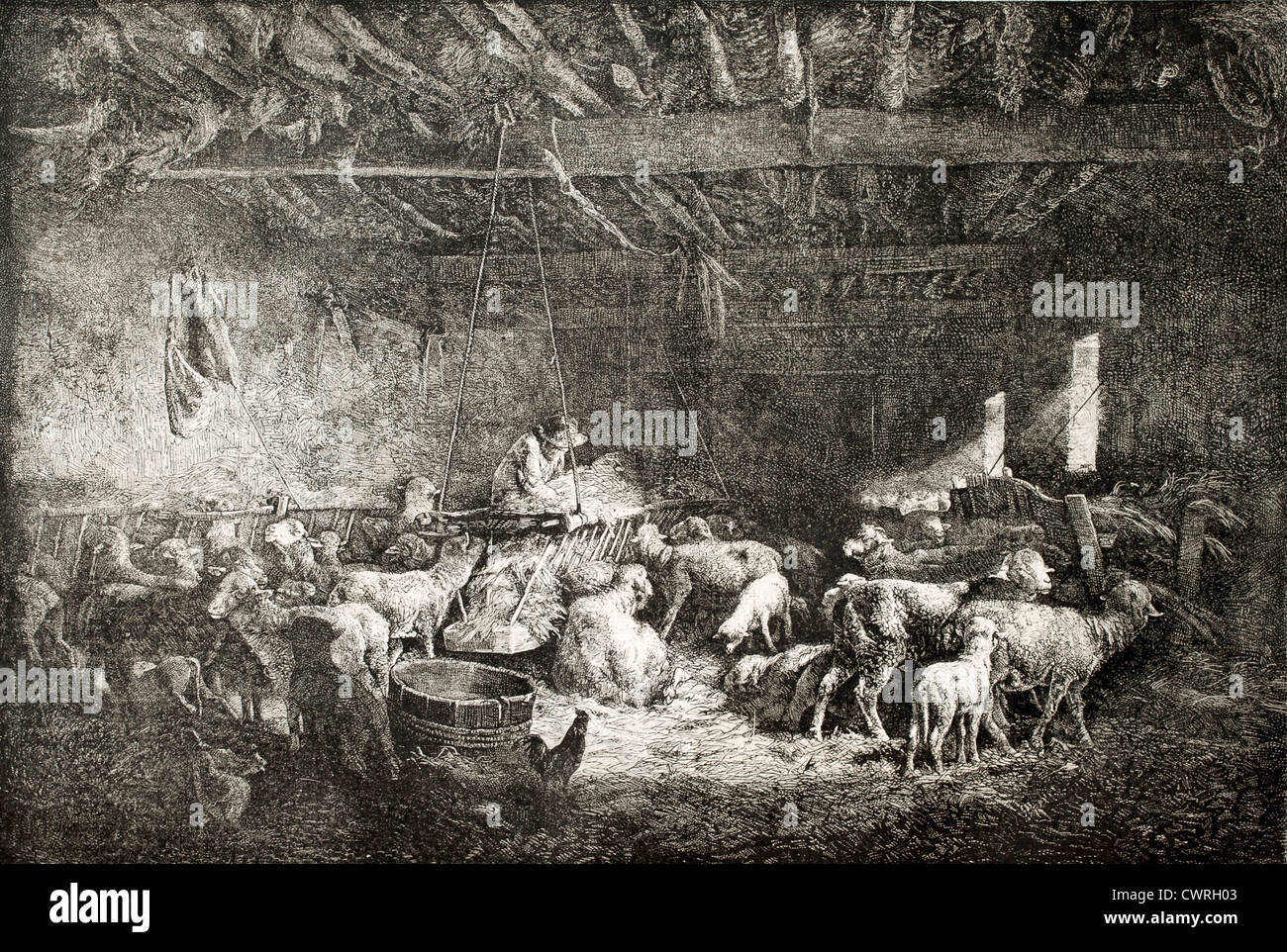 Sheep etching hi-res stock photography and images - Alamy