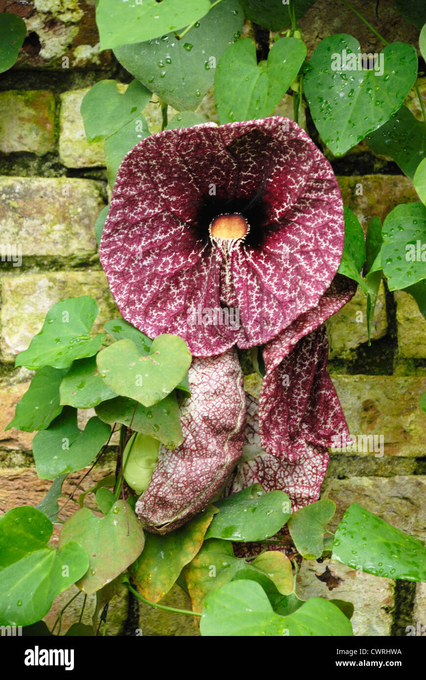Aristolochia grandiflora, Purple Pelican flower on a vine growing on a ...