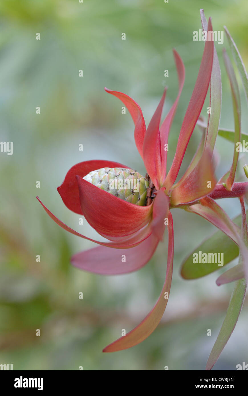 Leucadendron protecea 'Safari sunset', Protea Stock Photo - Alamy