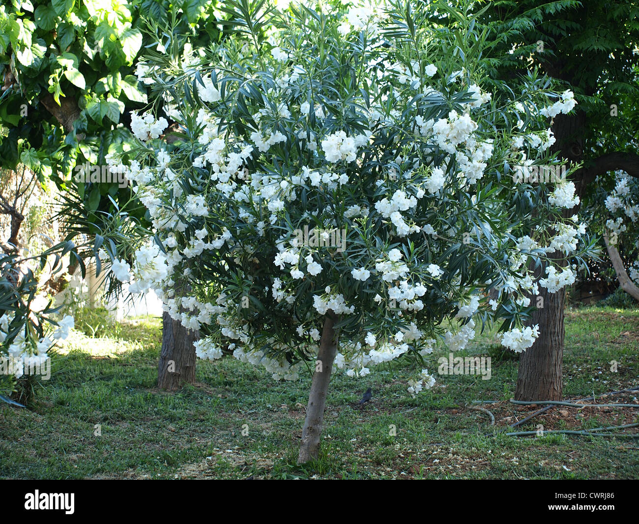 An oleander tree Stock Photo - Alamy