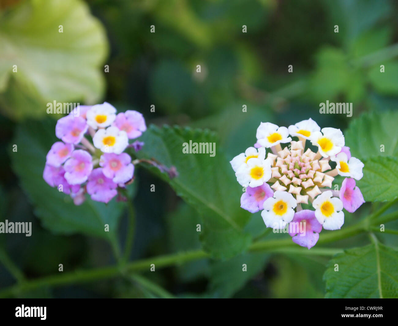 A colorful blossoms Stock Photo - Alamy