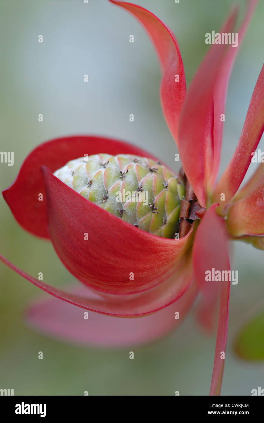 Leucadendron protecea 'Safari sunset', Protea Stock Photo - Alamy