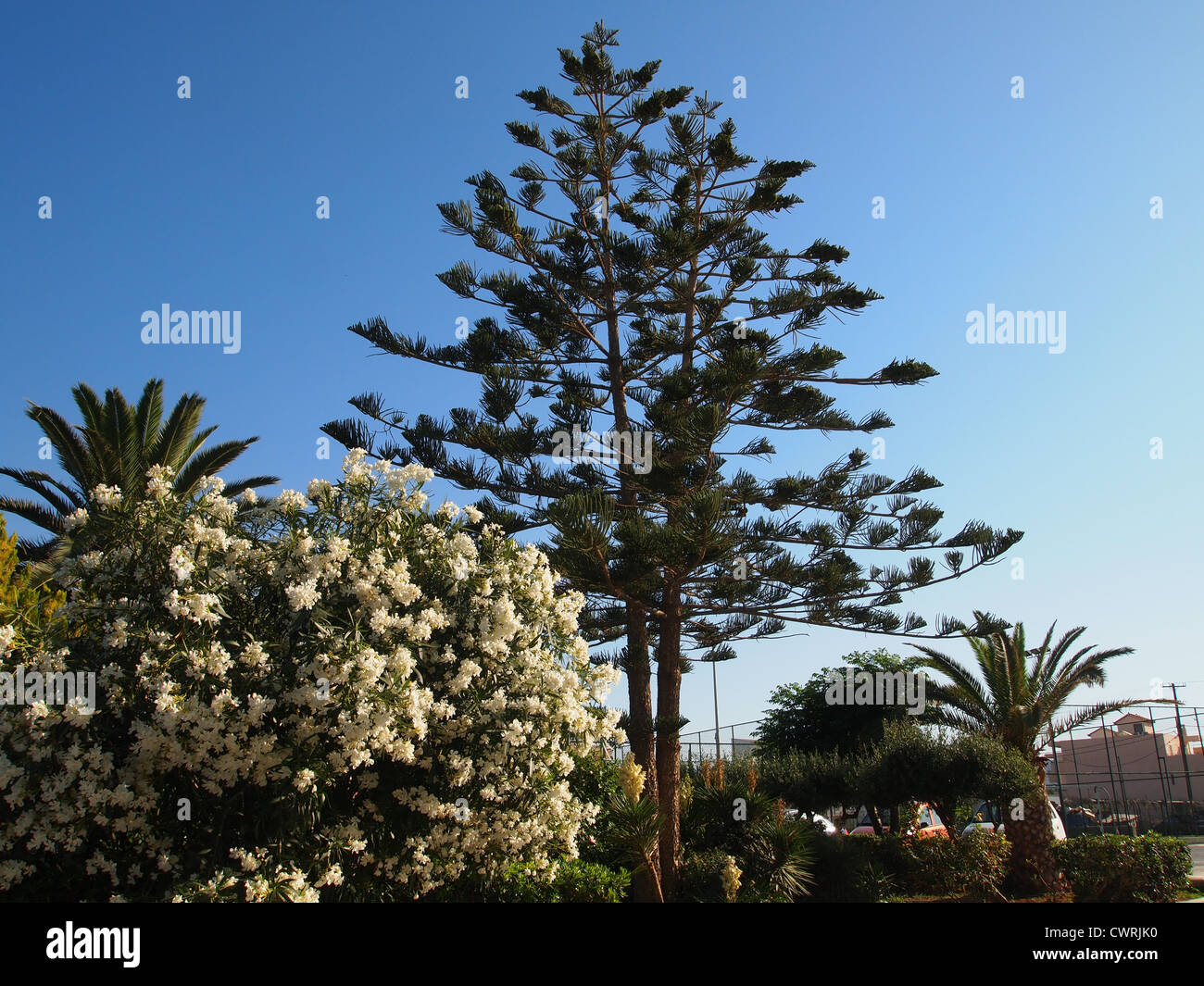 An oleander, palm tree and spruce Stock Photo - Alamy