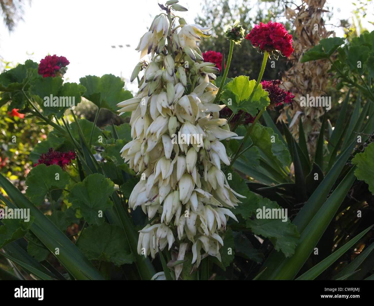 White aloe blossoms Stock Photo - Alamy