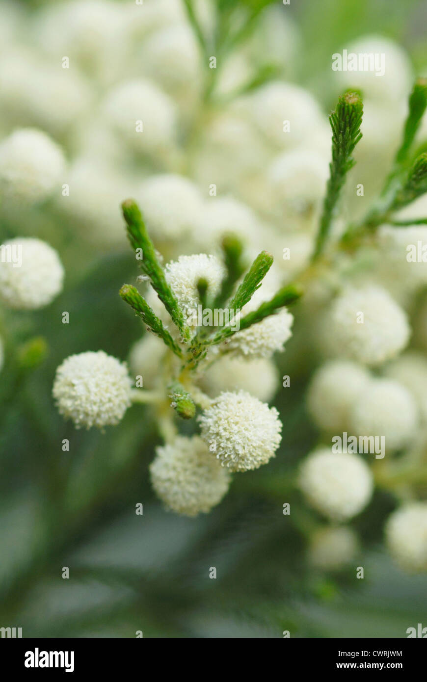 Berzelia lanuginosa, Button bush Stock Photo - Alamy