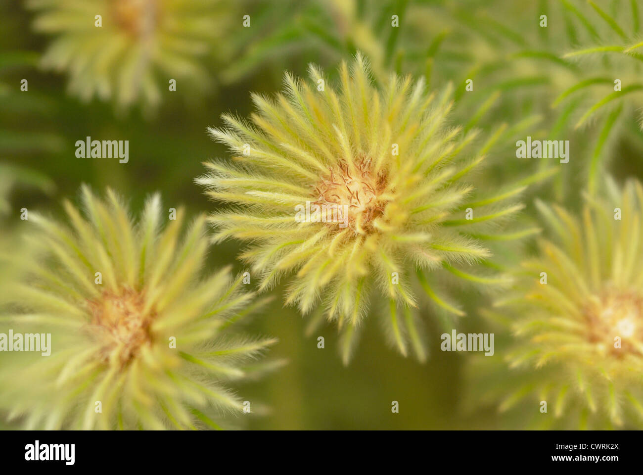Phylica pubescens, Featherhead Stock Photo - Alamy