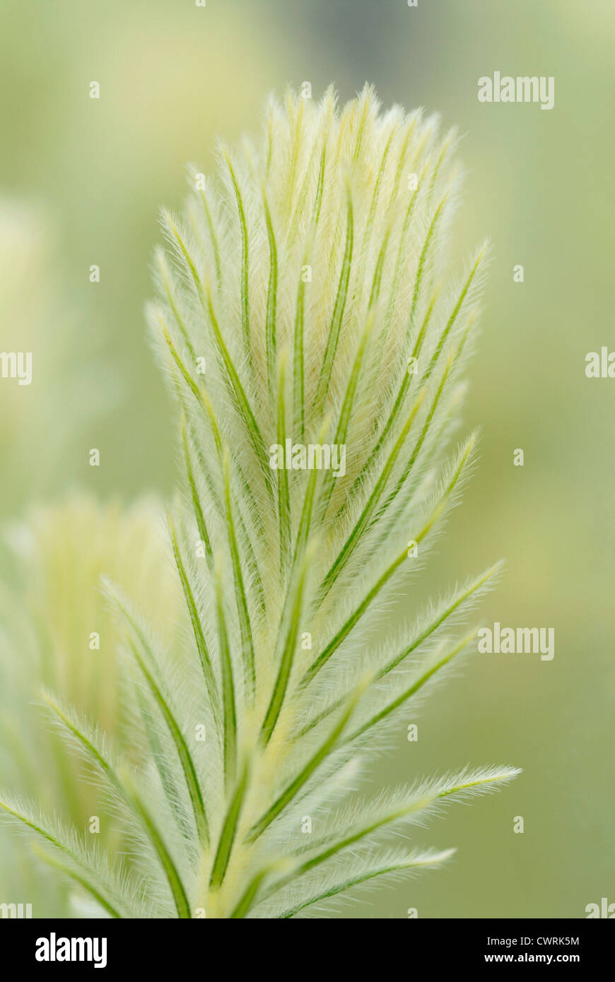 Phylica phylica pubescens hi-res stock photography and images - Alamy