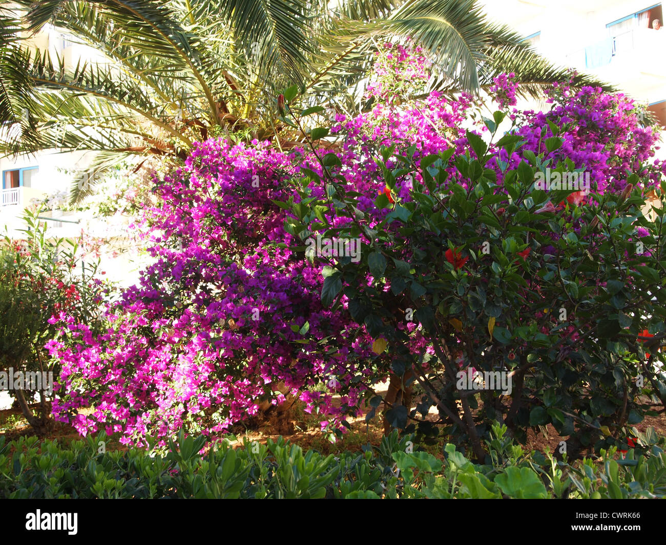 A colorful bush Stock Photo - Alamy