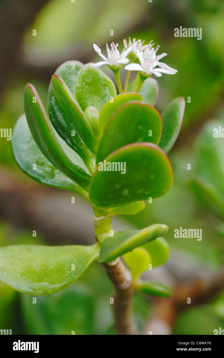 Money plant hi-res stock photography and images - Alamy