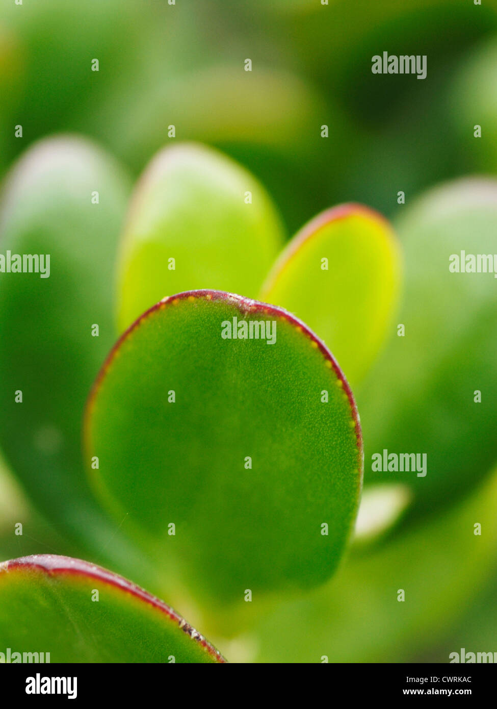 Money plant hi-res stock photography and images - Alamy